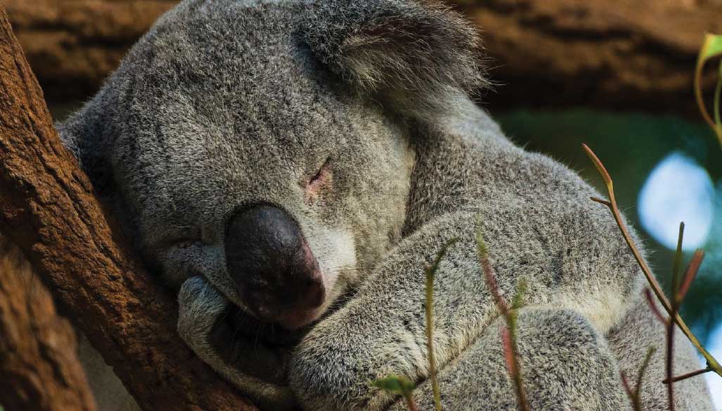 Best places to see Australia's wildlife in Queensland | Tamarillo ...
